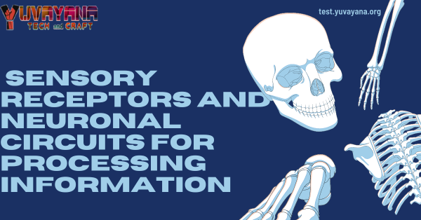 Physiology – Sensory receptors and neuronal circuits for processing ...