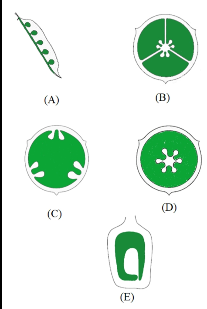 NCERT Class 11 Biology Chapter 5 MCQ Quiz with answers – Morphology of ...