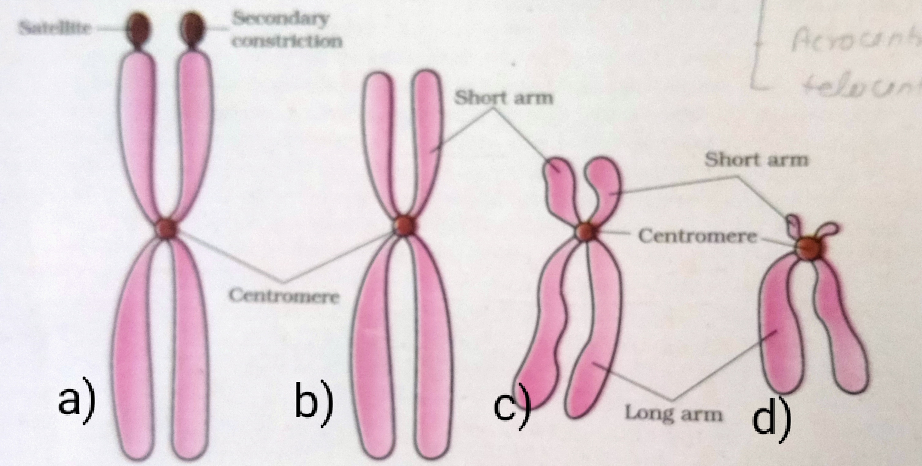 NCERT Class 11 Biology Chapter 8 MCQ Quiz with answers – Cell: The Unit ...